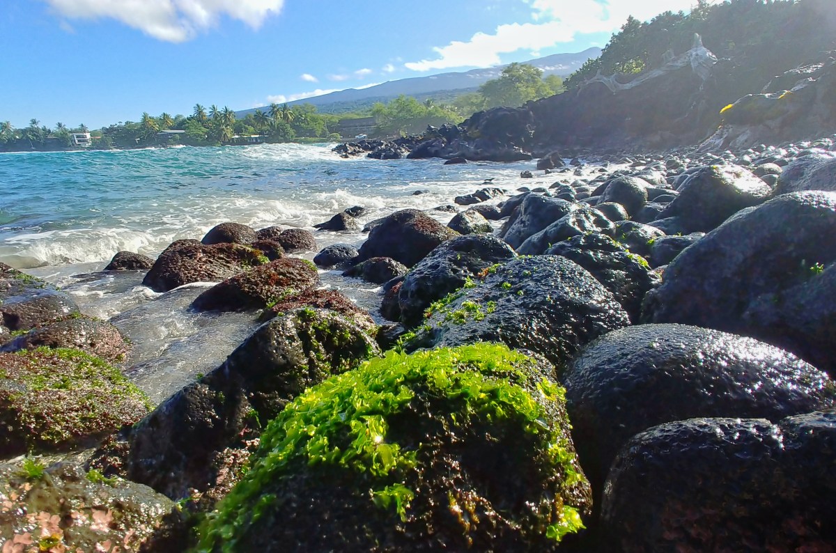 Veronica Gibson, PhD – Ecohydrology, macroalgal ecophysiology ...